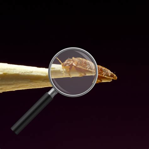 Image result for Bed Bug Identification