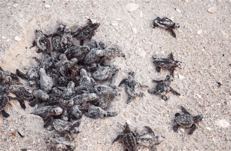 Image result for Cute Snapping Turtle