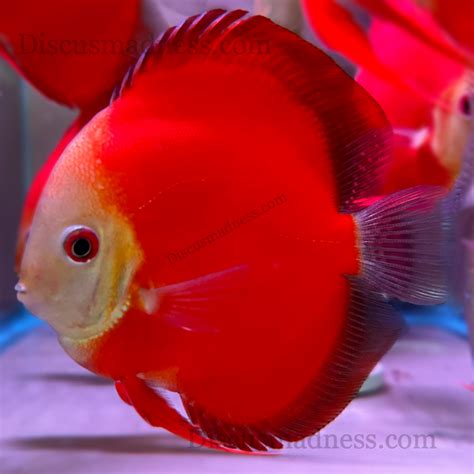 Image result for Red Melon Discus