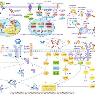 Image result for Bone Formation Signaling Pathway