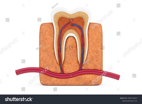 Image result for Human Tooth Structure