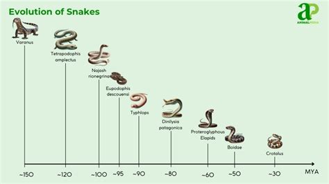 Image result for Snakes Origins Explained