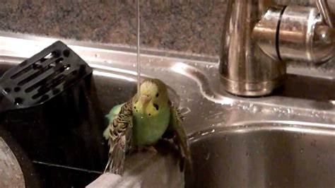 Image result for Lady Bug Bathing