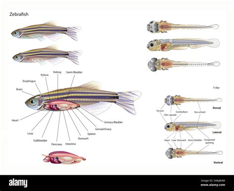 Zebrafish anatomy, illustration Stock Photo - Alamy
