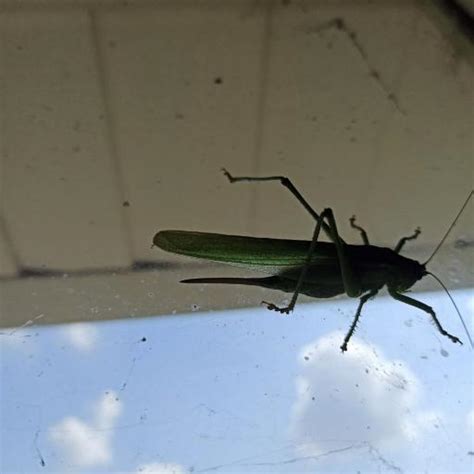 Image result for Cricket Insect Identification