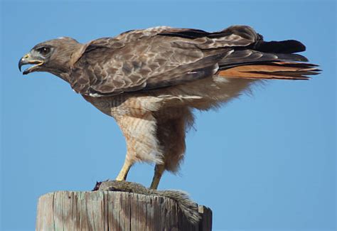 Image result for Red Tail Hawk Caatching Squirrel