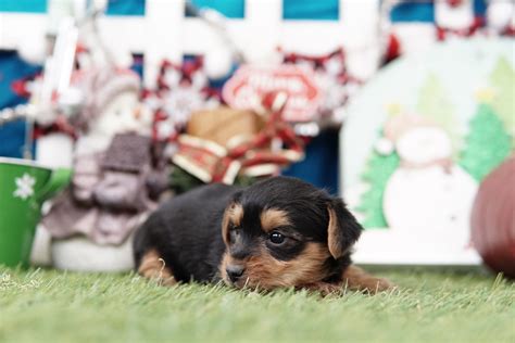Image result for Sheltie Cavapoo Puppy