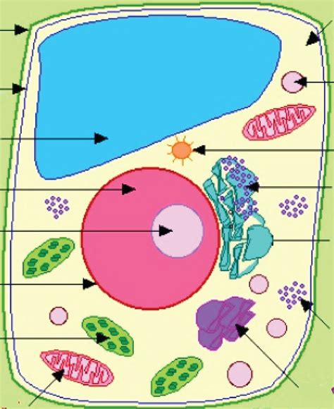 Plant Cell Diagram Diagram | Quizlet