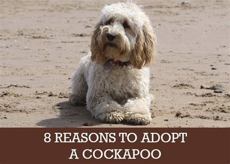 Image result for Adopt Cockapoo Website
