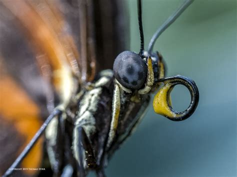 Image result for Using Macro Extension Tubes