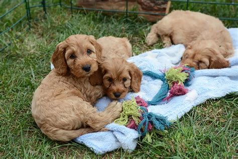 Image result for Breeders Cockapoo Dogs