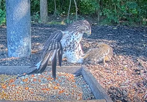 Image result for Red Tail Hawk Caatching Squirrel