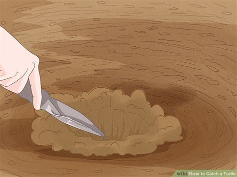 Image result for How to Catch a Turtle with a Net