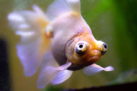 Image result for Screaming Fish Finger