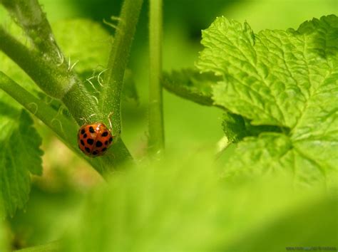 Image result for Lady Bug Insects