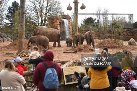 Image result for Chester Zoo Wolves