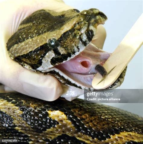 Image result for Digested Snake