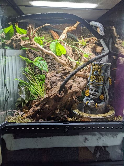 Image result for Bioactive Iguana Setup