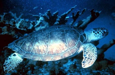Green Sea Turtle – "OCEAN TREASURES" Memorial Library