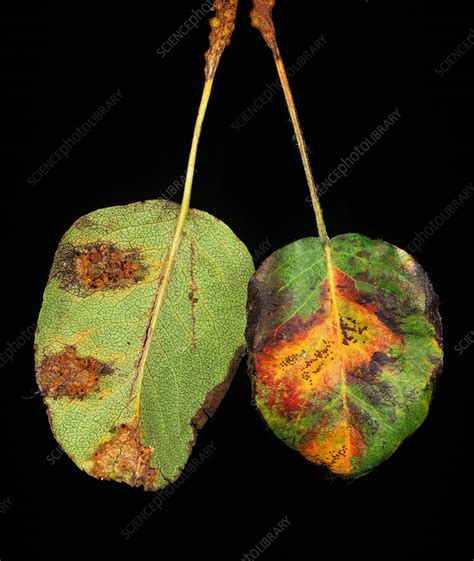 Image result for Pear Rust Circle