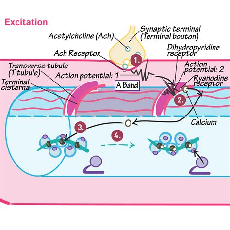 Image result for Structures Associated with Excitation-Contraction Coupling