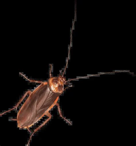 Image result for Cockroach Fly