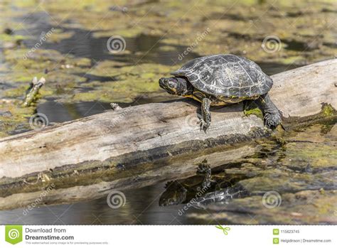 Image result for Paint Turtle