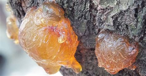 Image result for How to Clean Tree Resin