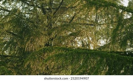 Image result for Hello Spring Transparent