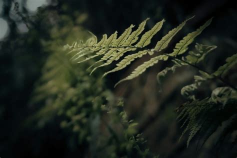 Image result for Shallow Depth of Field Photography Examples