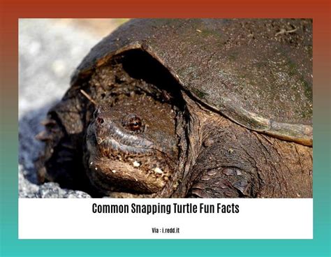 Image result for Common Snapping Turtle Life Cycle