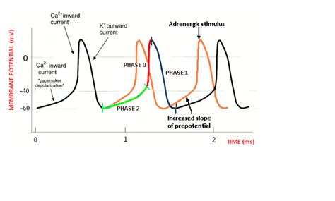Image result for Pacemaker Potential