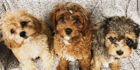 Image result for Red Cavapoo Long Hair