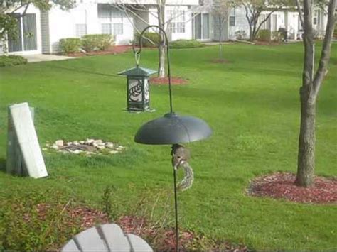 Image result for Getting Squirrels Out of Trees