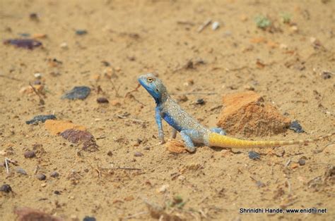 Image result for Blue Collared Lizard