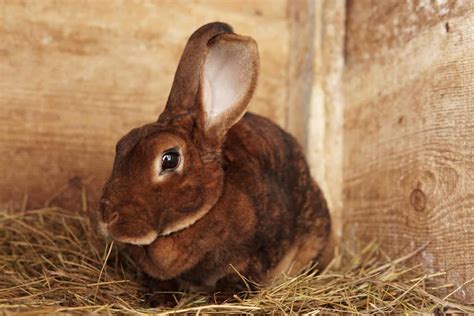 Image result for Rabbit Predators