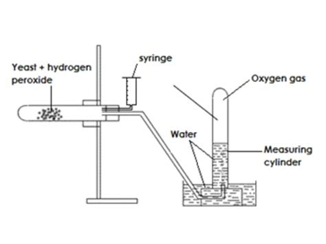 Image result for Catalase H2O2 Reaction