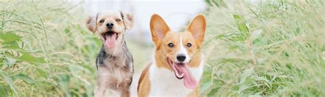 Image result for Salt Spring Island Fish Market