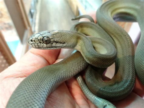 Image result for Papuan Python Video Free