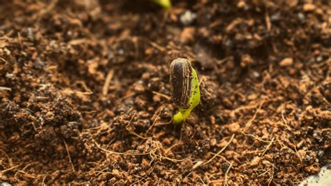 Image result for Humic Compounds