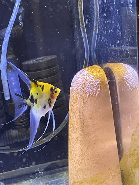 Image result for Angelfish Breeding