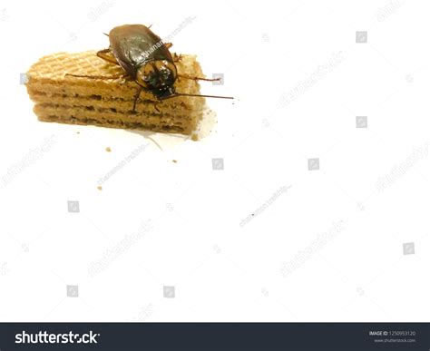 Image result for Cockroach Eating Food