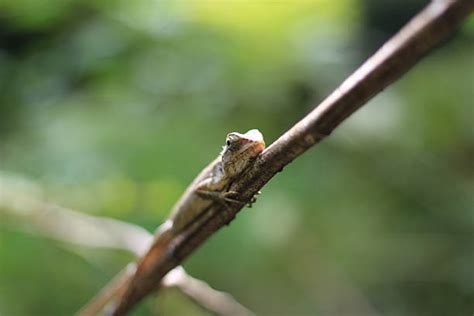 Image result for Lizard Hatching