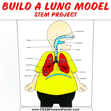 Image result for Lung Model Science Project
