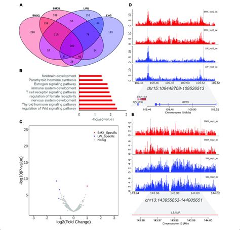 Image result for Super Repressor Enhancer