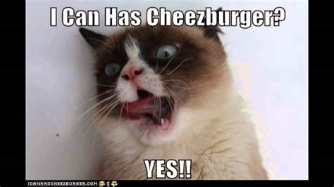 Image result for Grumpy Cat Memes Clean