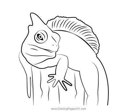 Image result for Lizard Coloring Pages