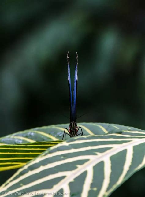 Image result for How a Camera Works Lesson