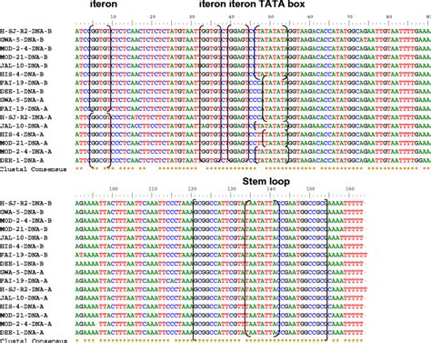 Image result for DNA Multiple Sequence Alignment