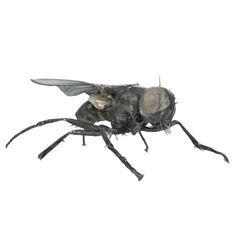 Image result for Fly Transparent Background